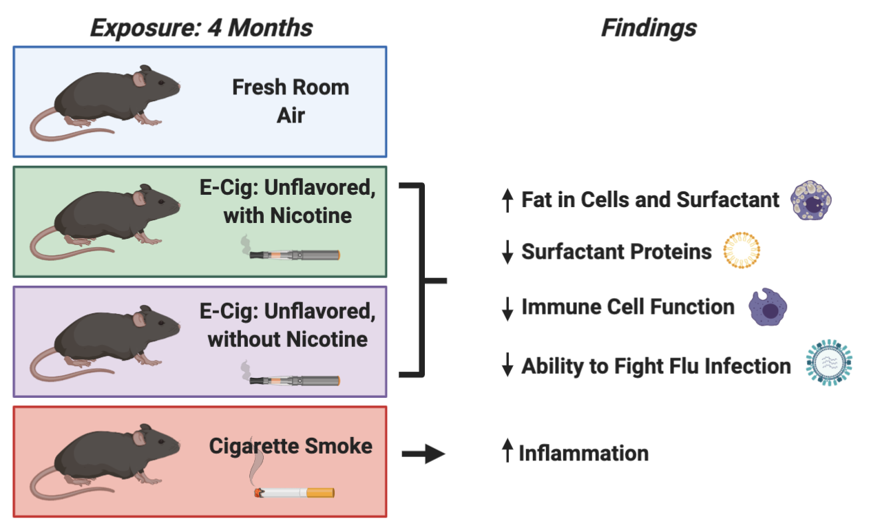 Fat in your lungs? How vaping can impact your body’s ability to fight ...