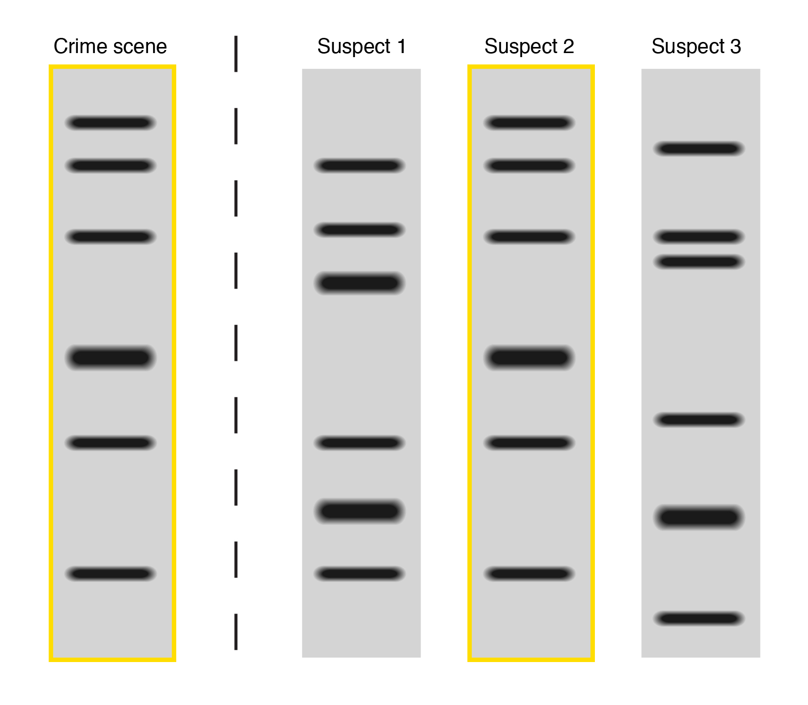 DNA Fingerprinting As A Tool For Social Justice The Pipettepen