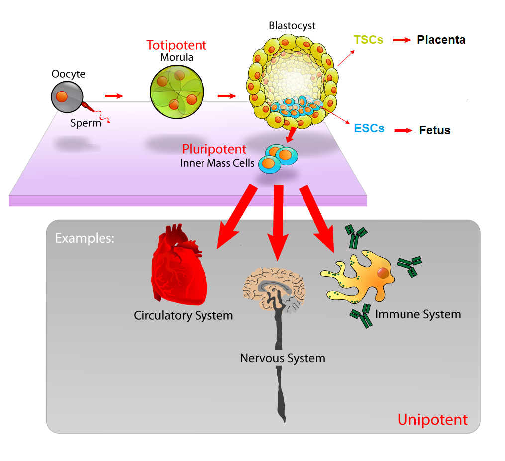 Cambridge Researchers Use Mouse Embryonic Stem Cells To Grow Artificial