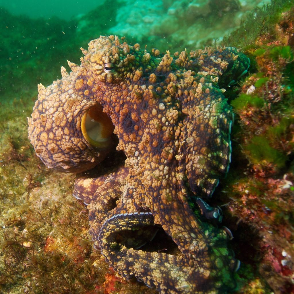 Fun Facts About Cephalopods – The Pipettepen