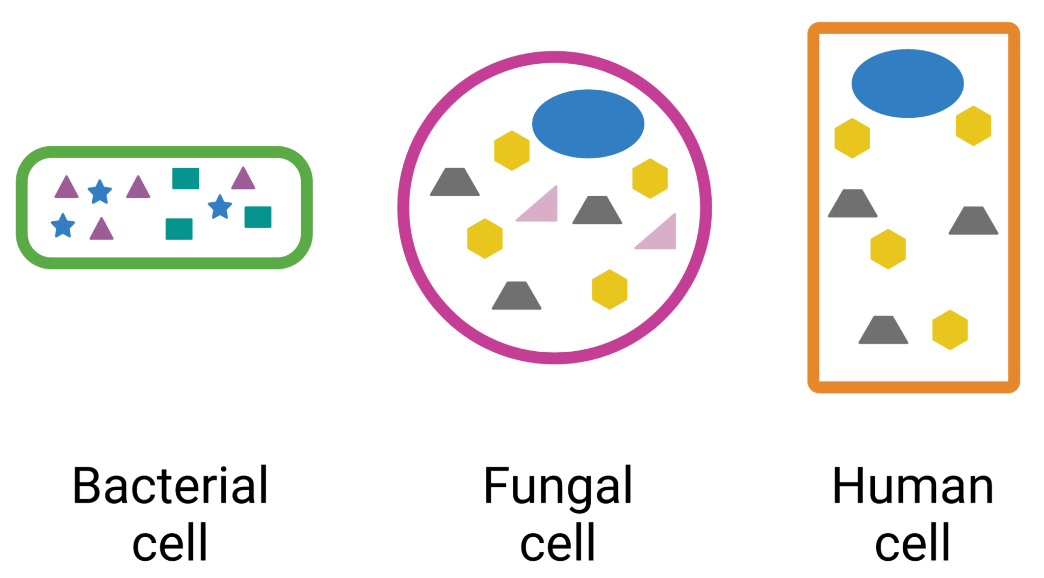 Why don’t we have more medicines to treat fungal infections? – The ...