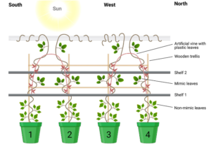 Boquila trifoliolata: The Shapeshifting Plant – The Pipettepen
