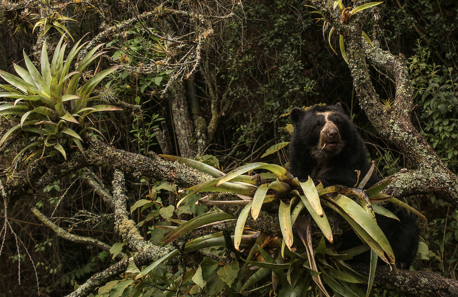 Paddington’s Perfect Sandwich: A Nutritional Exploration of the Andean ...