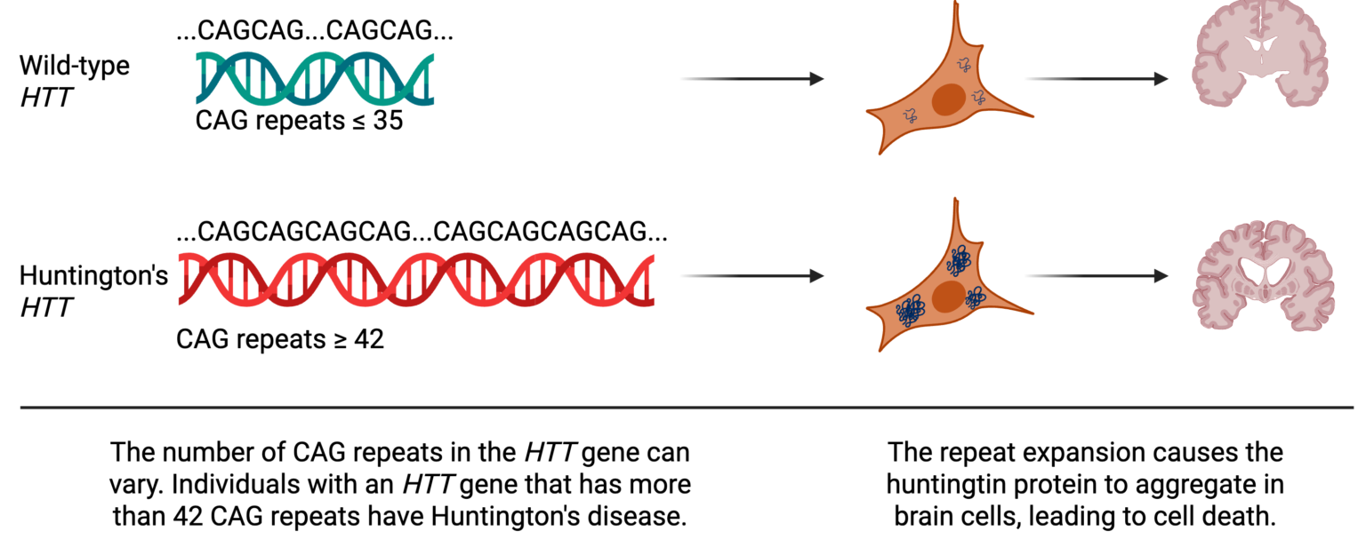 A New Hope for Huntington’s Disease – The Pipettepen